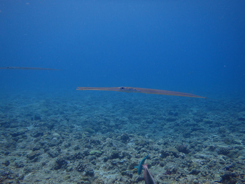 アカヤガラ 沖縄の魚図鑑